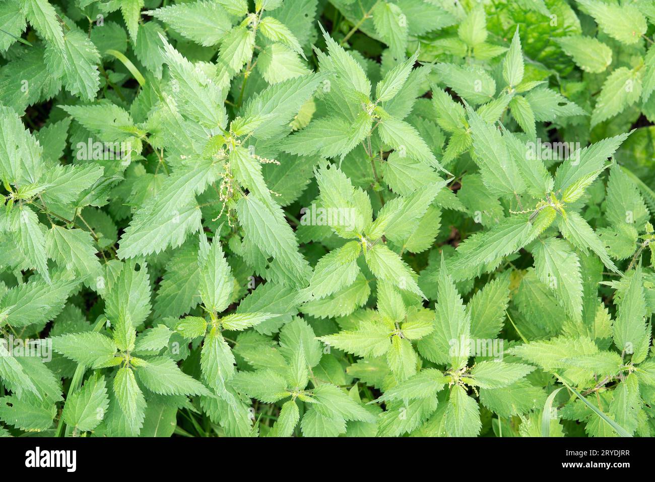 Botany urticaceae stinging hi-res stock photography and images - Alamy