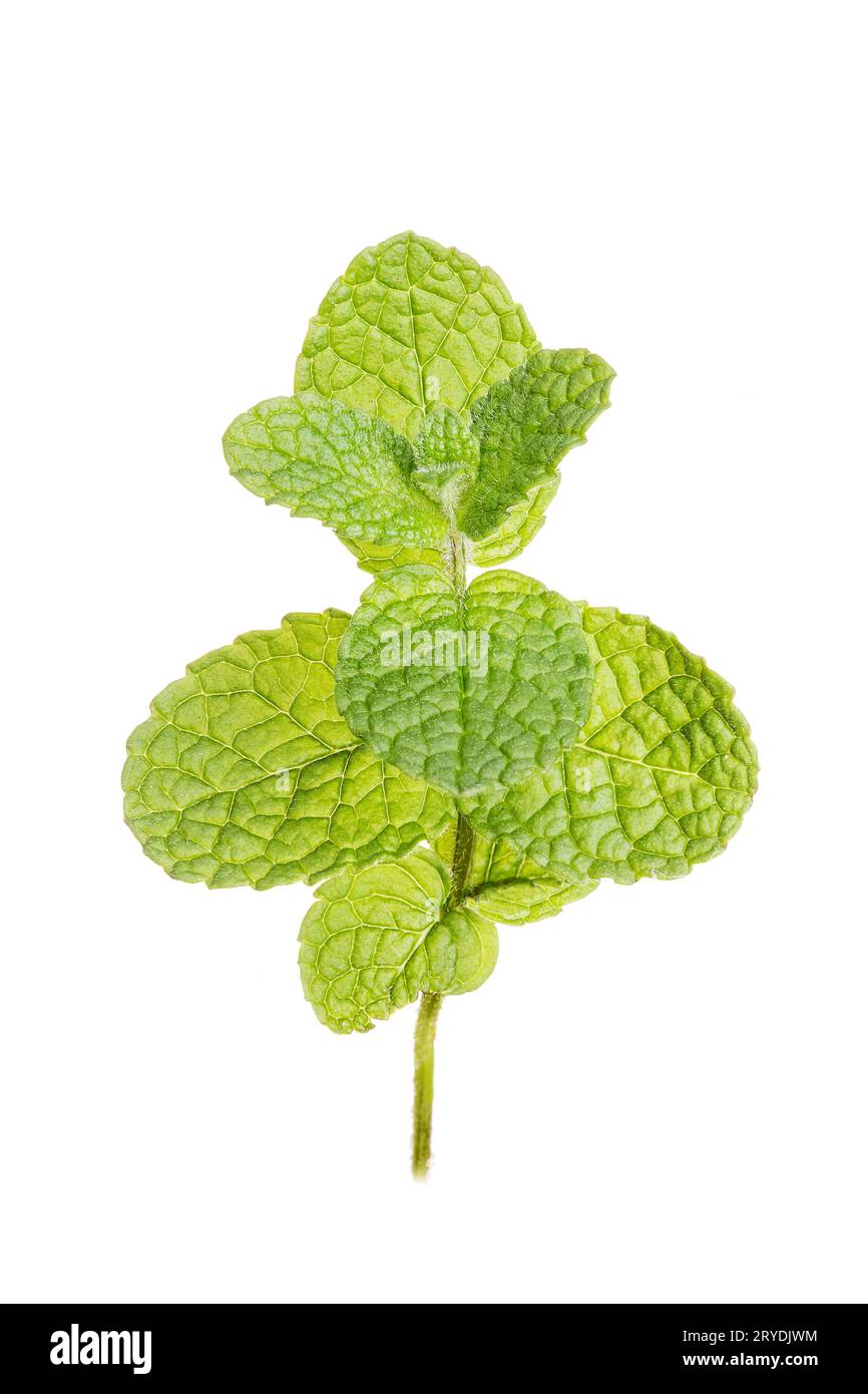 Pepermint leaves isolated on white background Stock Photo - Alamy