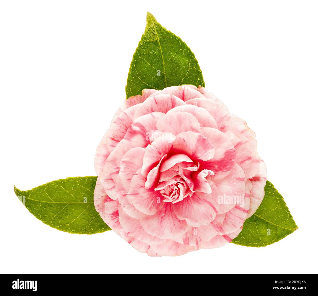 Pink camellia flower isolated on white background Stock Photo - Alamy