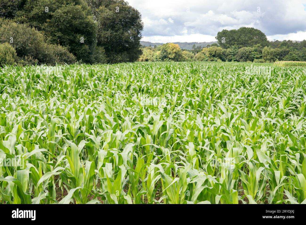 Growing corn field with trees at the back and cloudy sky Stock Photo ...