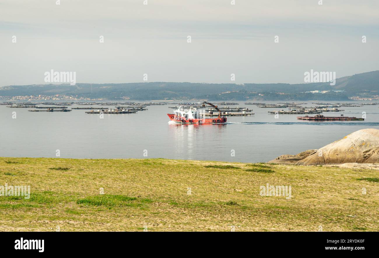 Mussel boat sailing between mussel platform Stock Photo - Alamy
