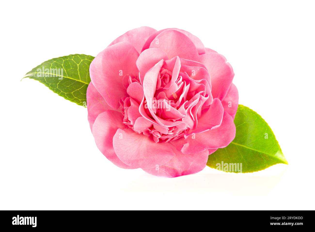 Pink camellia flower isolated on white background Stock Photo - Alamy