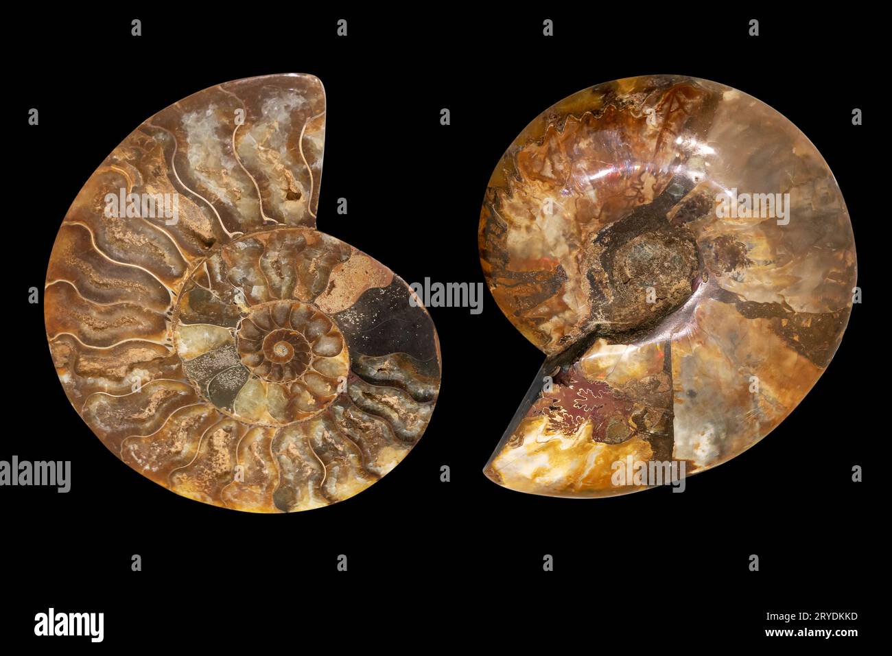 Nautilus shell fossil Stock Photo - Alamy