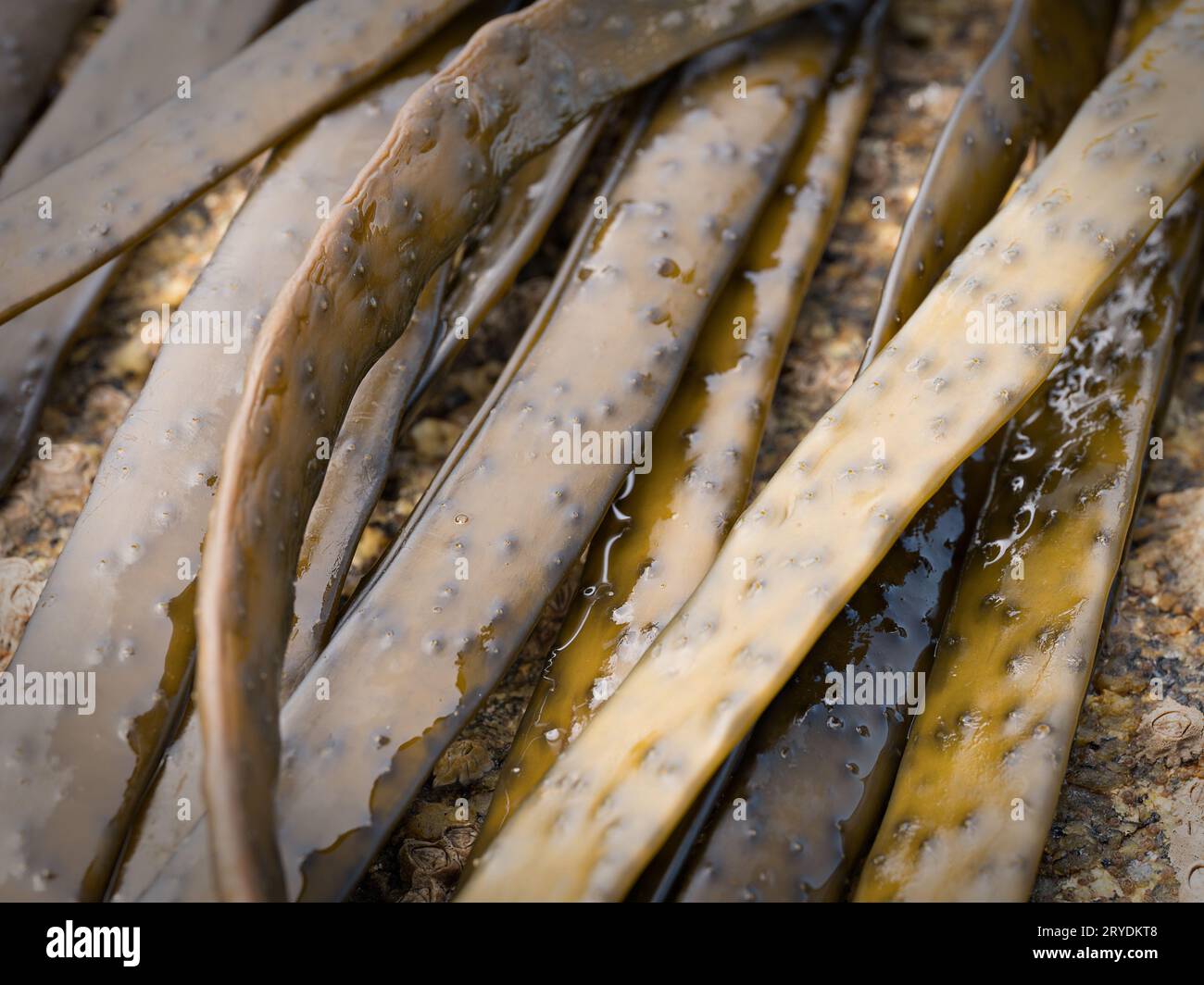 Thongweed himanthalia elongata hi-res stock photography and images - Alamy