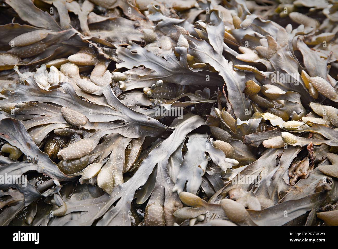 Bladder wrack seaweed Stock Photo - Alamy