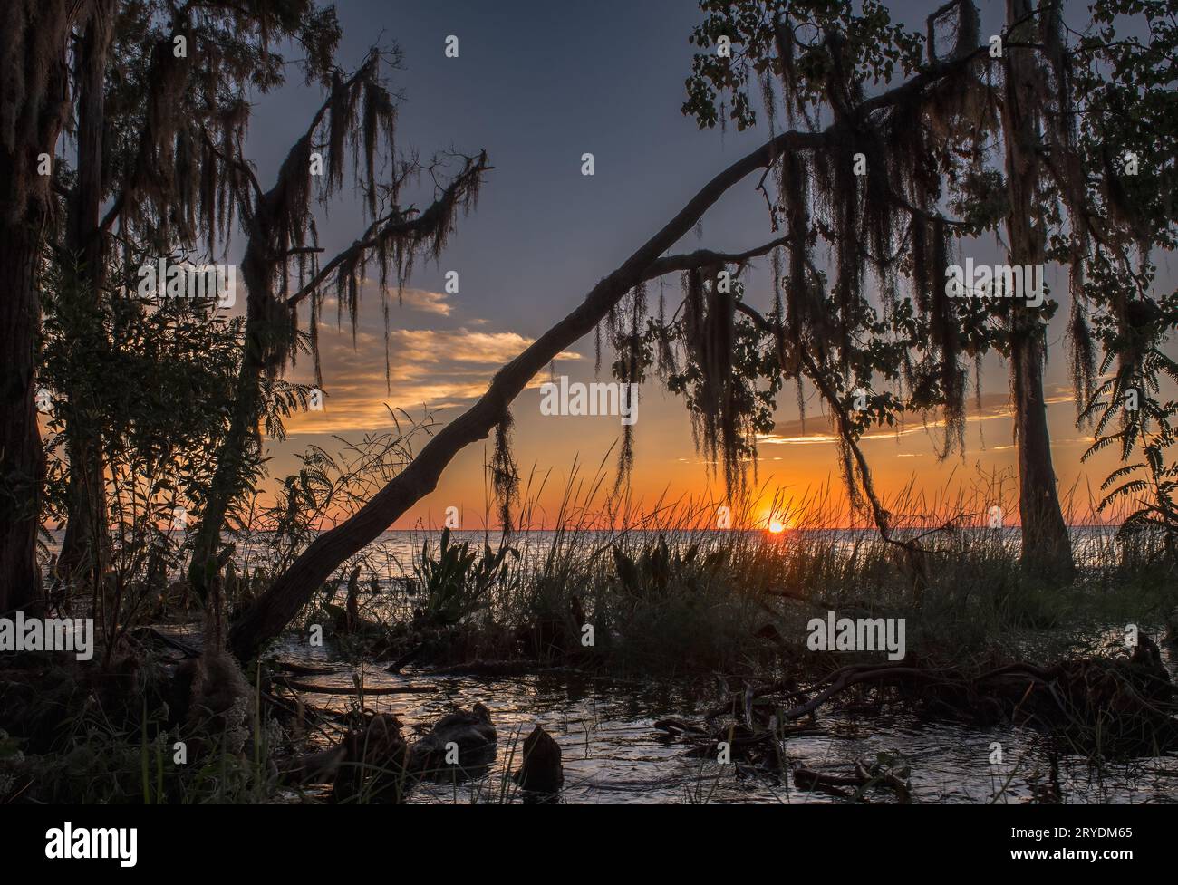 Louisiana state tree hi-res stock photography and images - Alamy