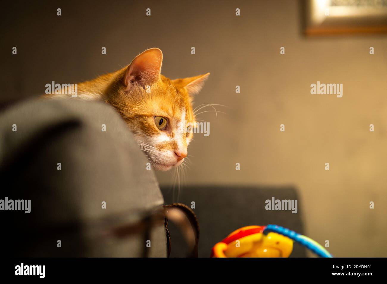 Beautiful ginger adult domestic hi-res stock photography and images - Alamy