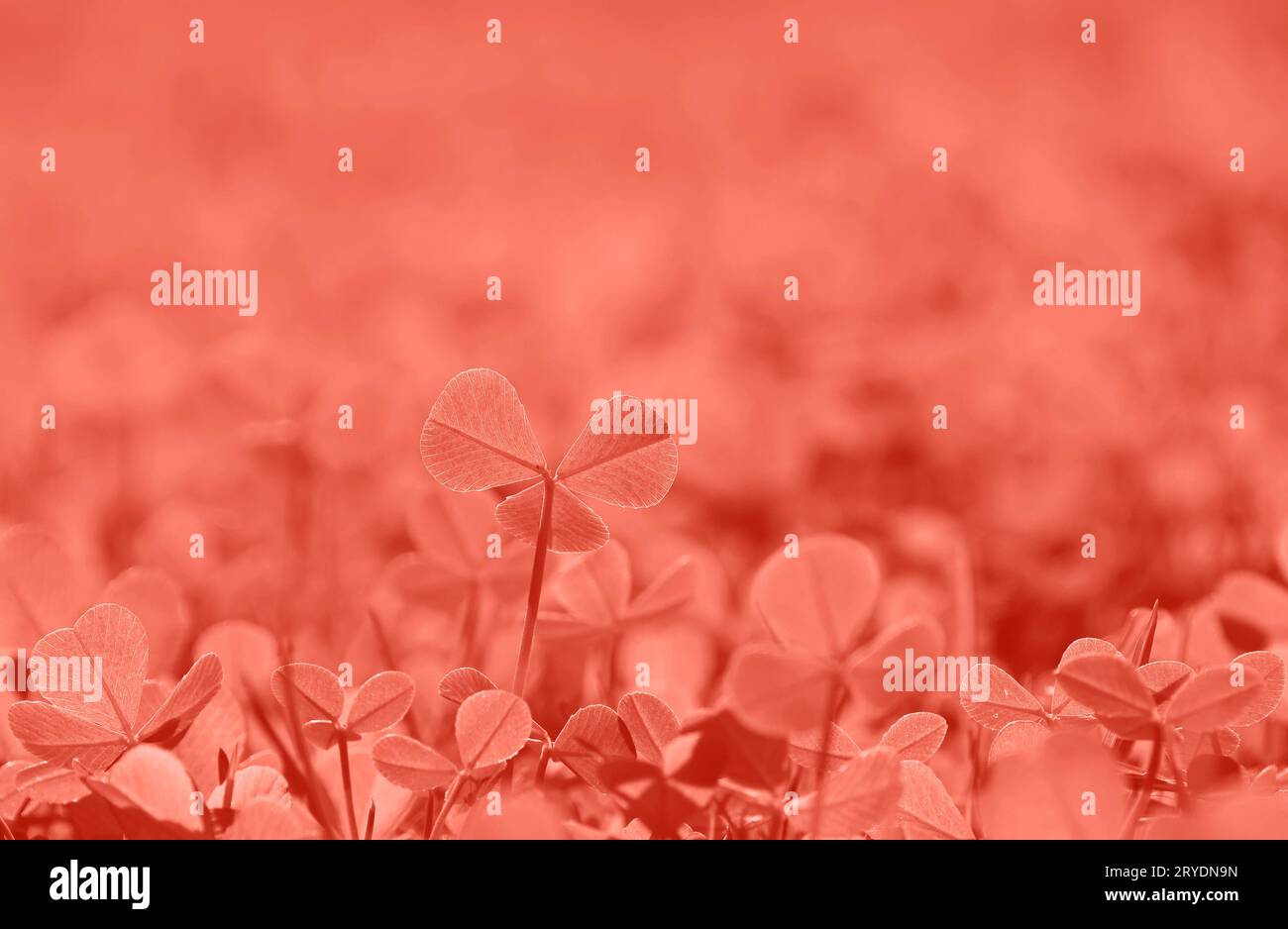 Coral leaves hi-res stock photography and images - Alamy