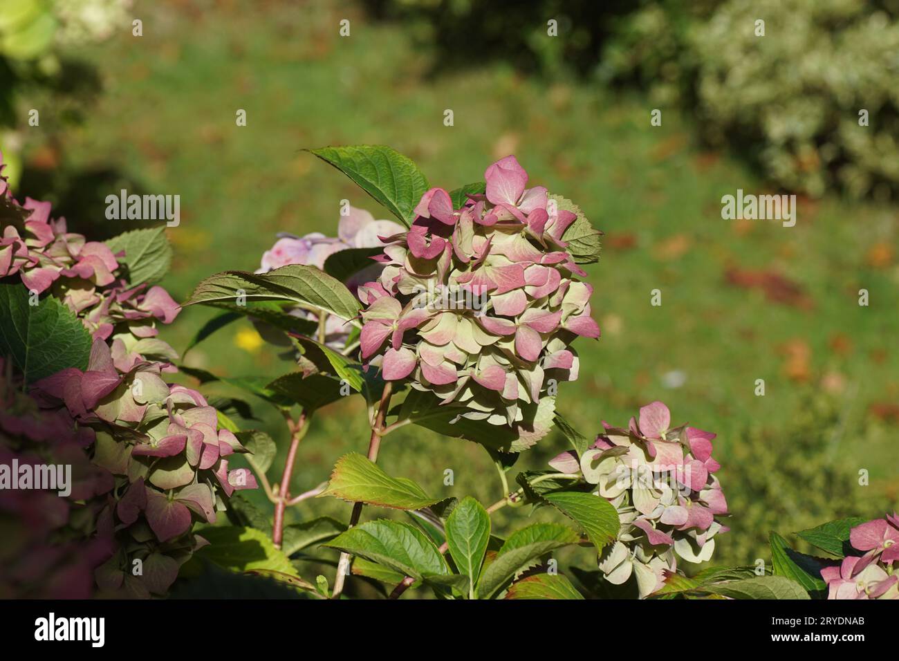 Discolored pink flowers of Hydrangea (Hydrangea macrophylla) in autumn ...