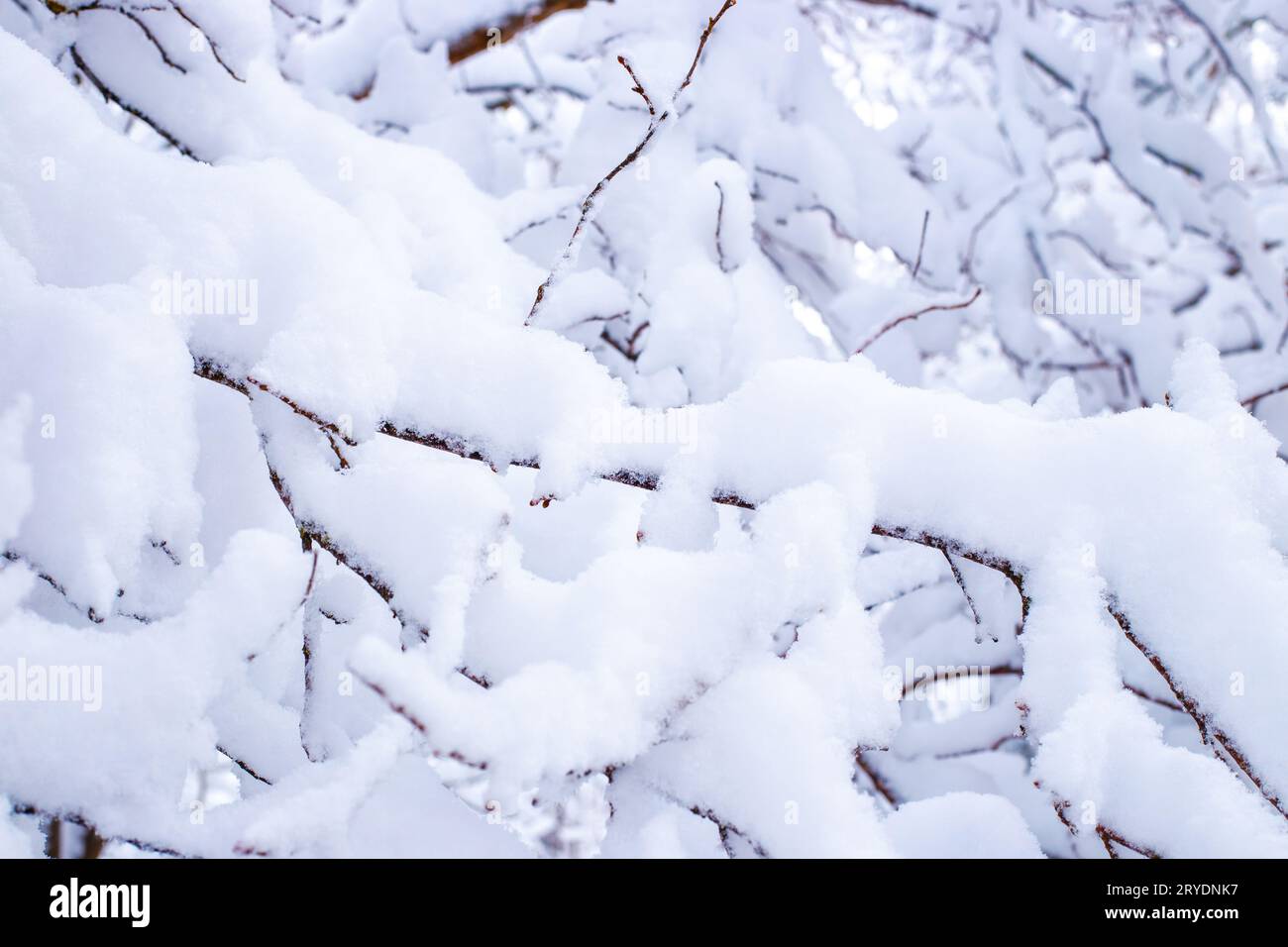 The branches of the trees are abundantly covered with snow. Winter ...