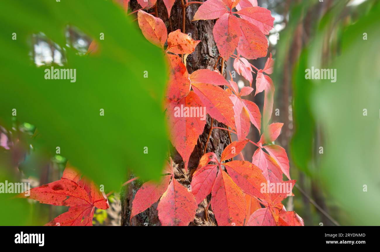 Red leaves of the plant, on a green forest background. Autumn Stock ...