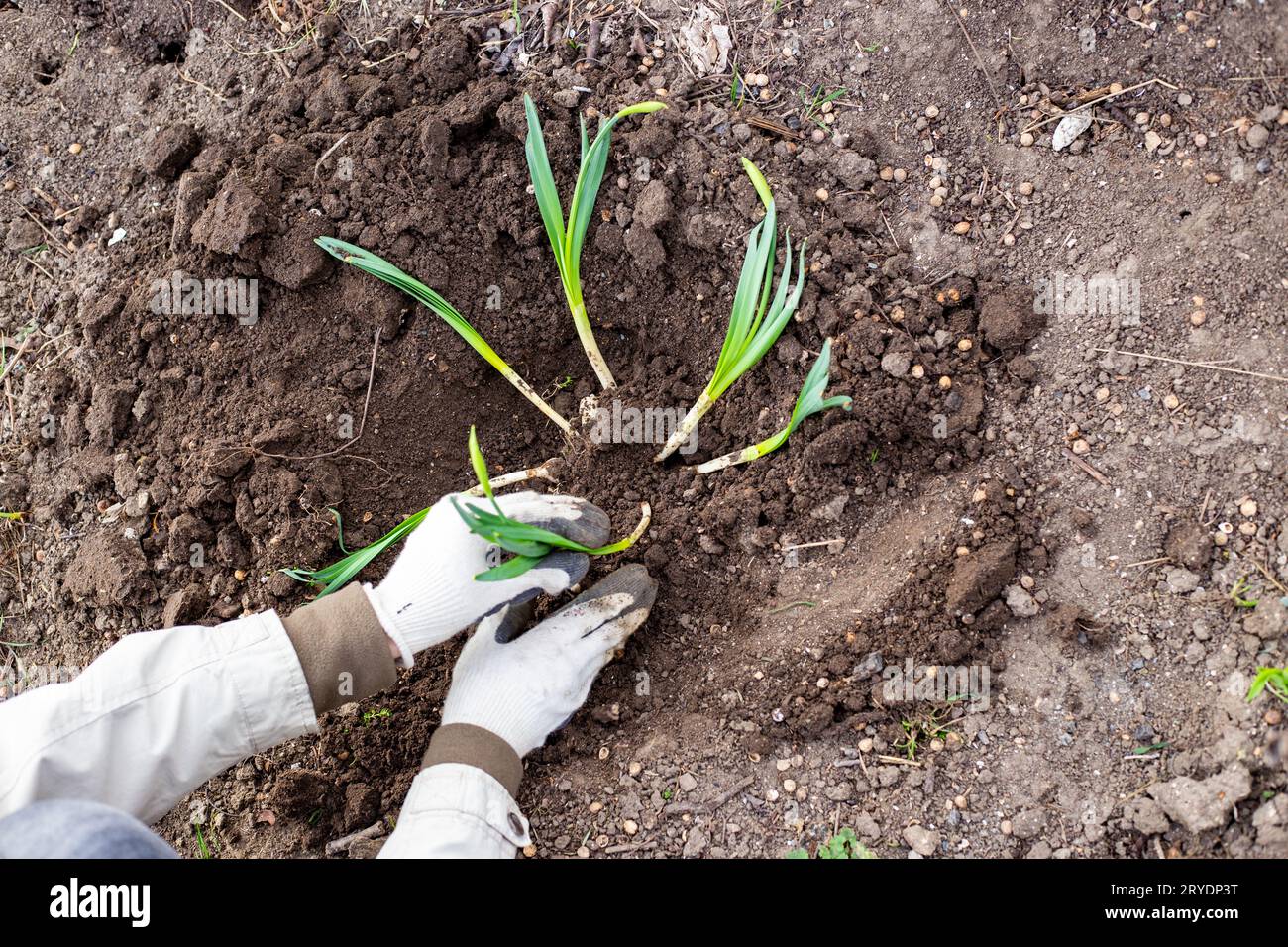 A gardener plants daffodil flowers in the ground in early spring ...