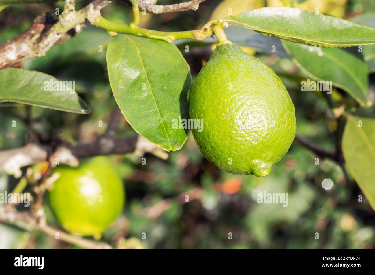 Lime tropical harvest diet leaves hi-res stock photography and images ...
