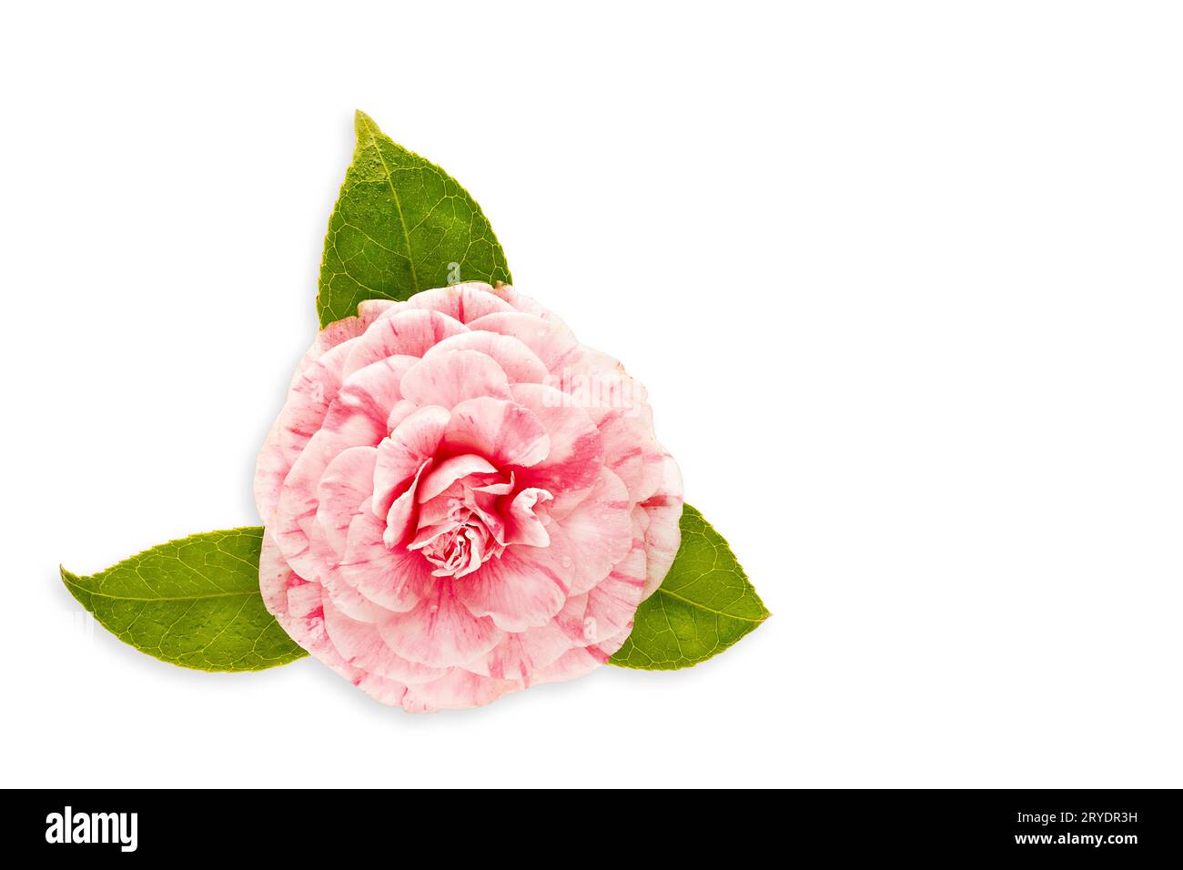 Pink camellia flower isolated on white background. Copy space. Camellia ...