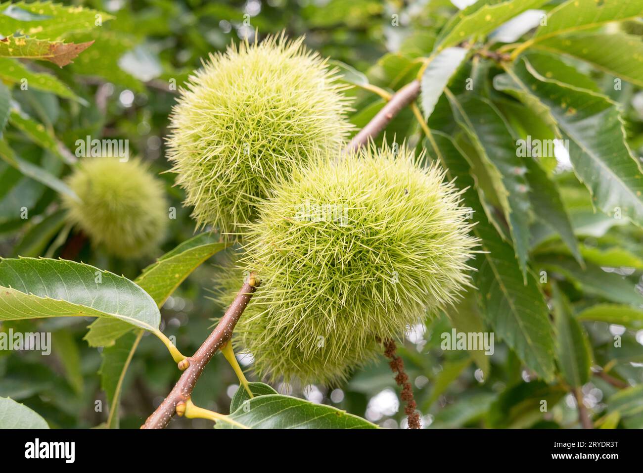 Sweet Chestnut husks and leaves on chestnut tree. Castanea sativa Stock ...