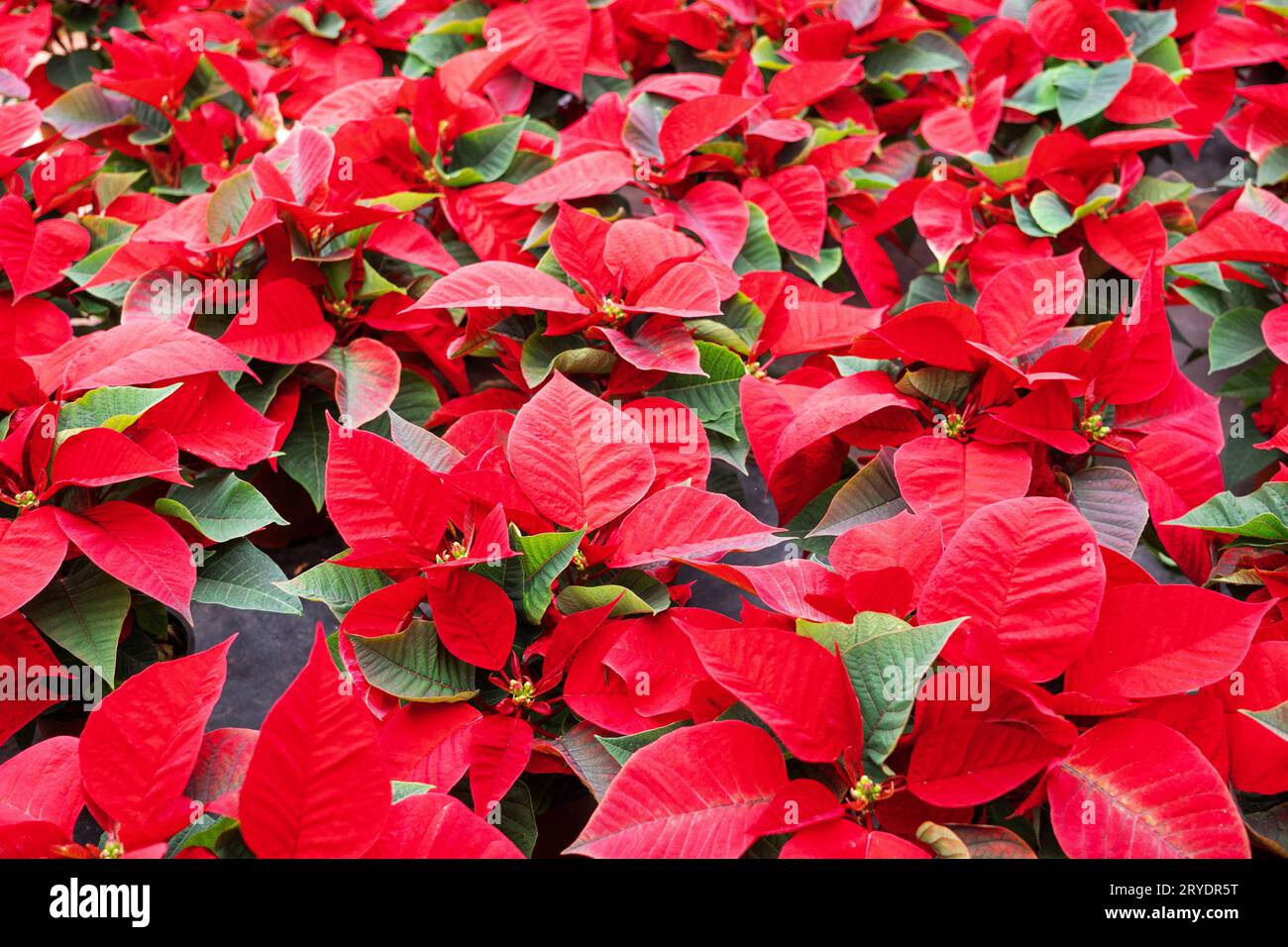 Traditional poinsettia flower hi-res stock photography and images - Alamy