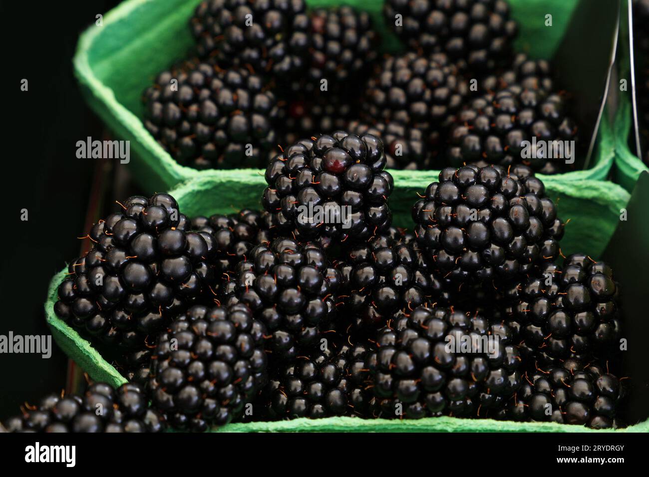 Blackberry crop hi-res stock photography and images - Alamy