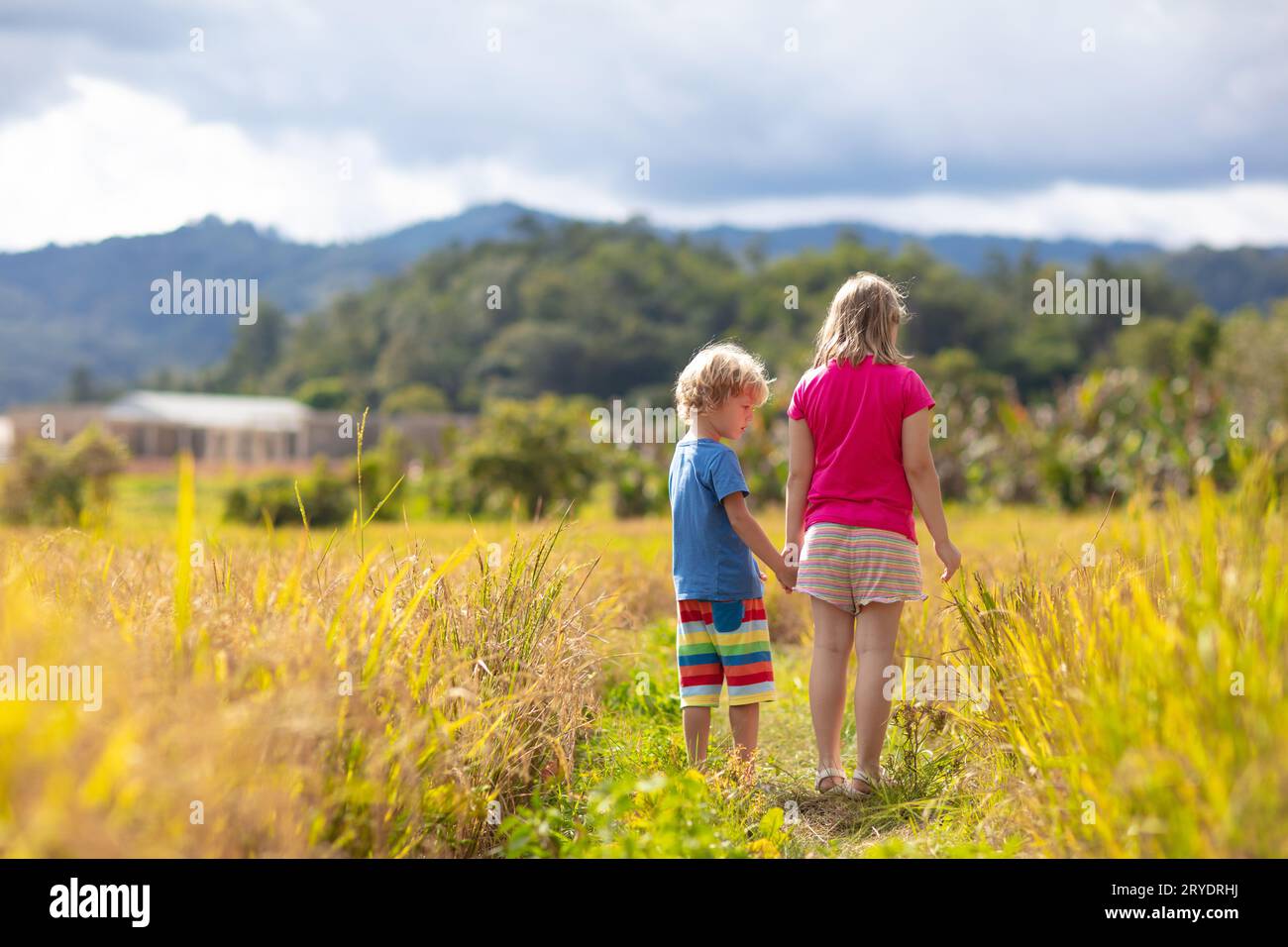 Kids visit rice plantation in Asia. Children playing in paddy field by ...