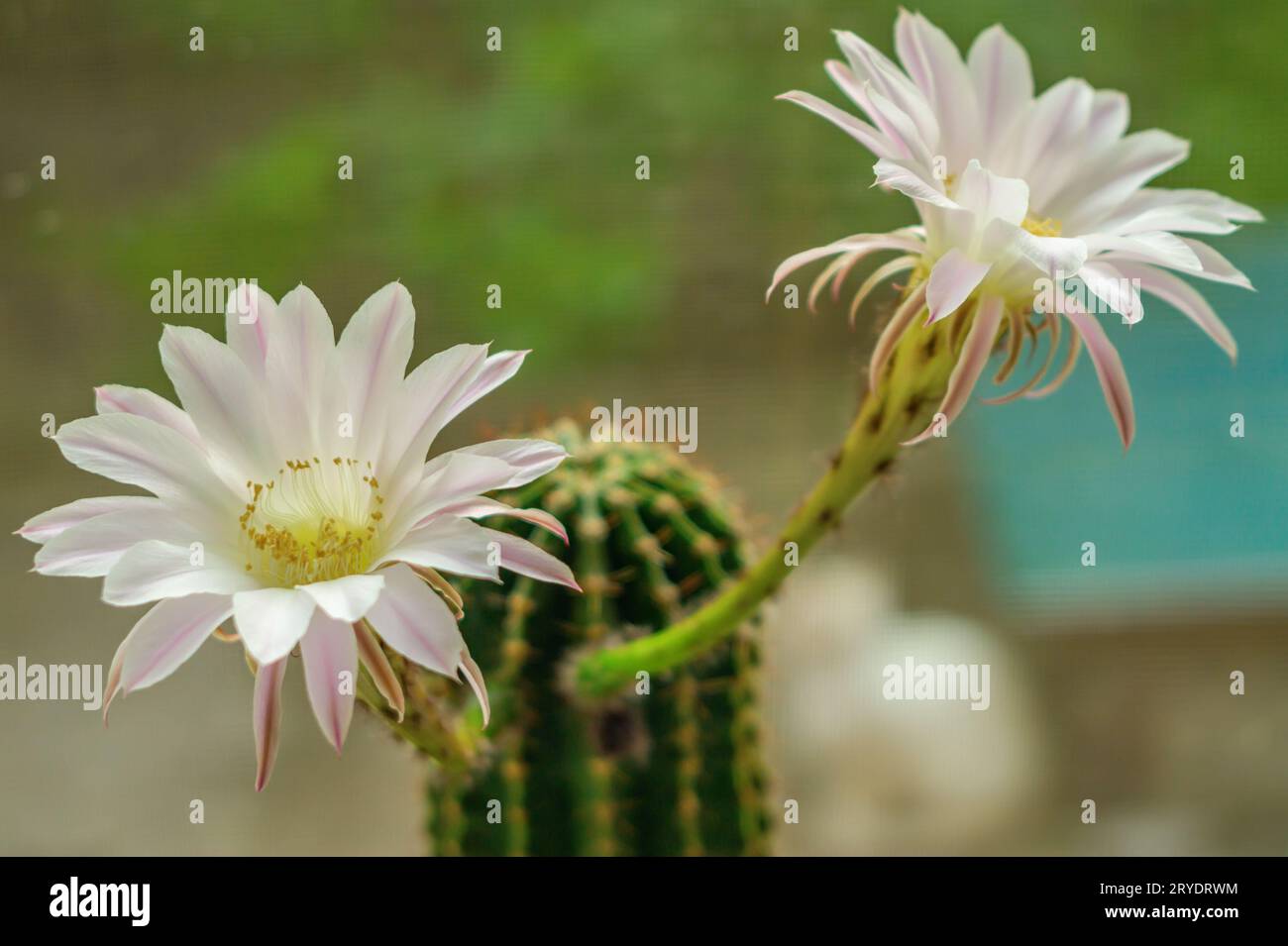 Two flowers a cactus Stock Photo - Alamy