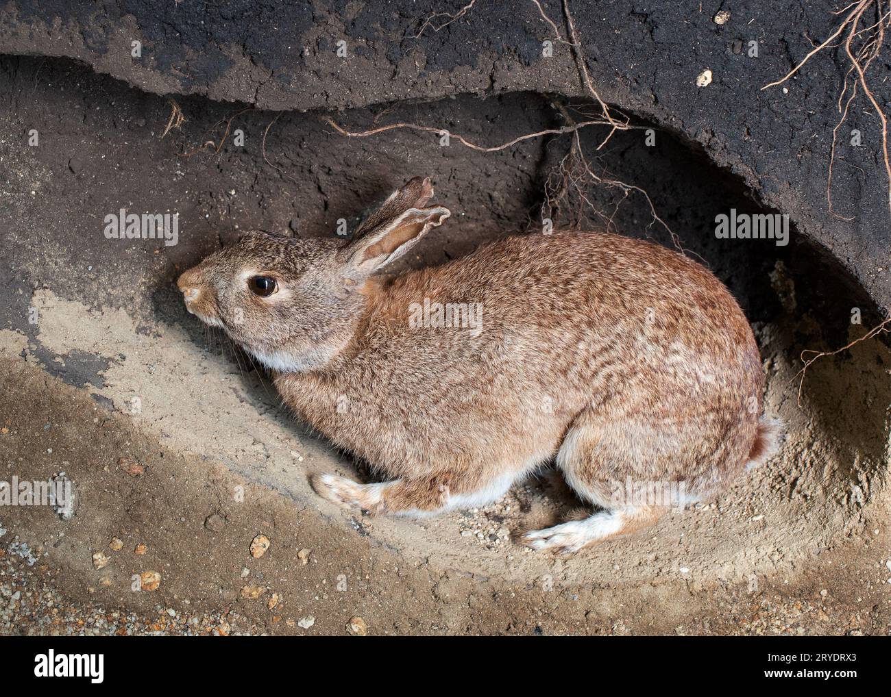 Wild rabbit in a burrow Stock Photo - Alamy