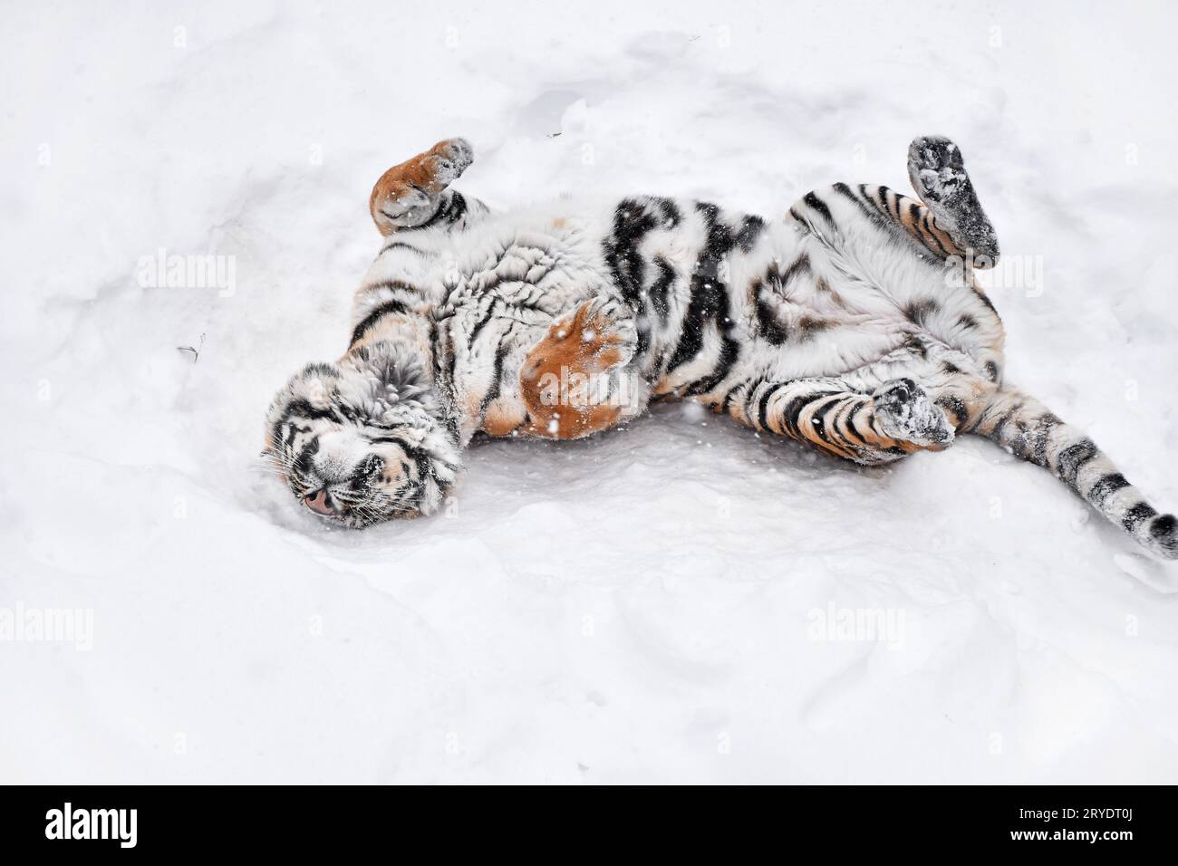 White Siberian Tiger In Snow Photographer Captures Photo Of Rare
