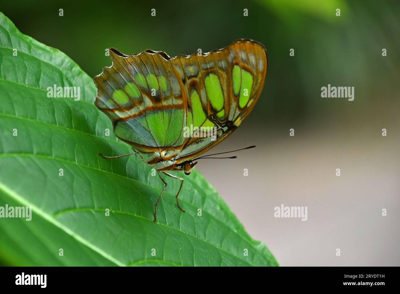 Side profile butterfly hi-res stock photography and images - Alamy