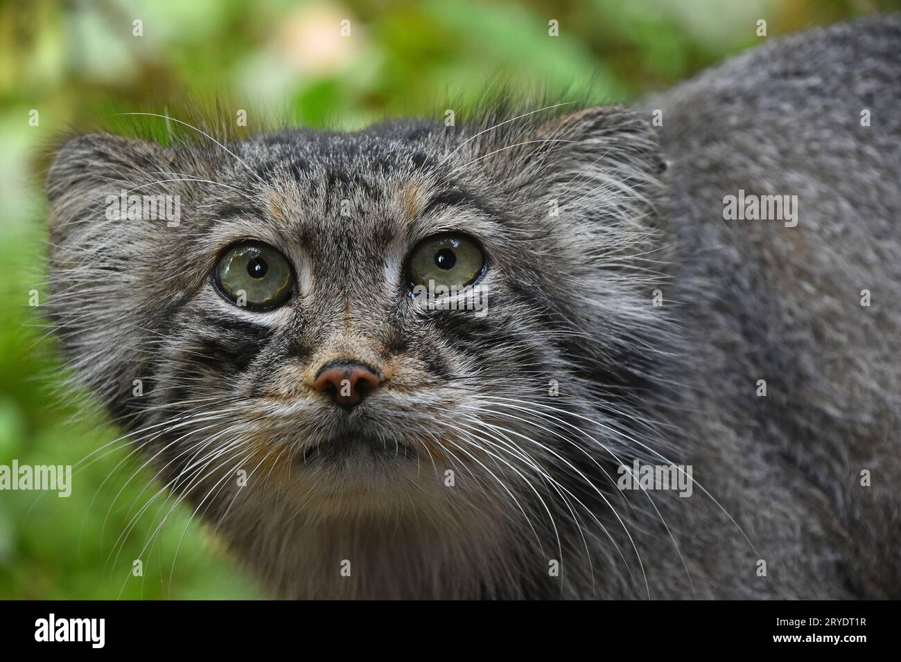 Manul cat hi-res stock photography and images - Alamy