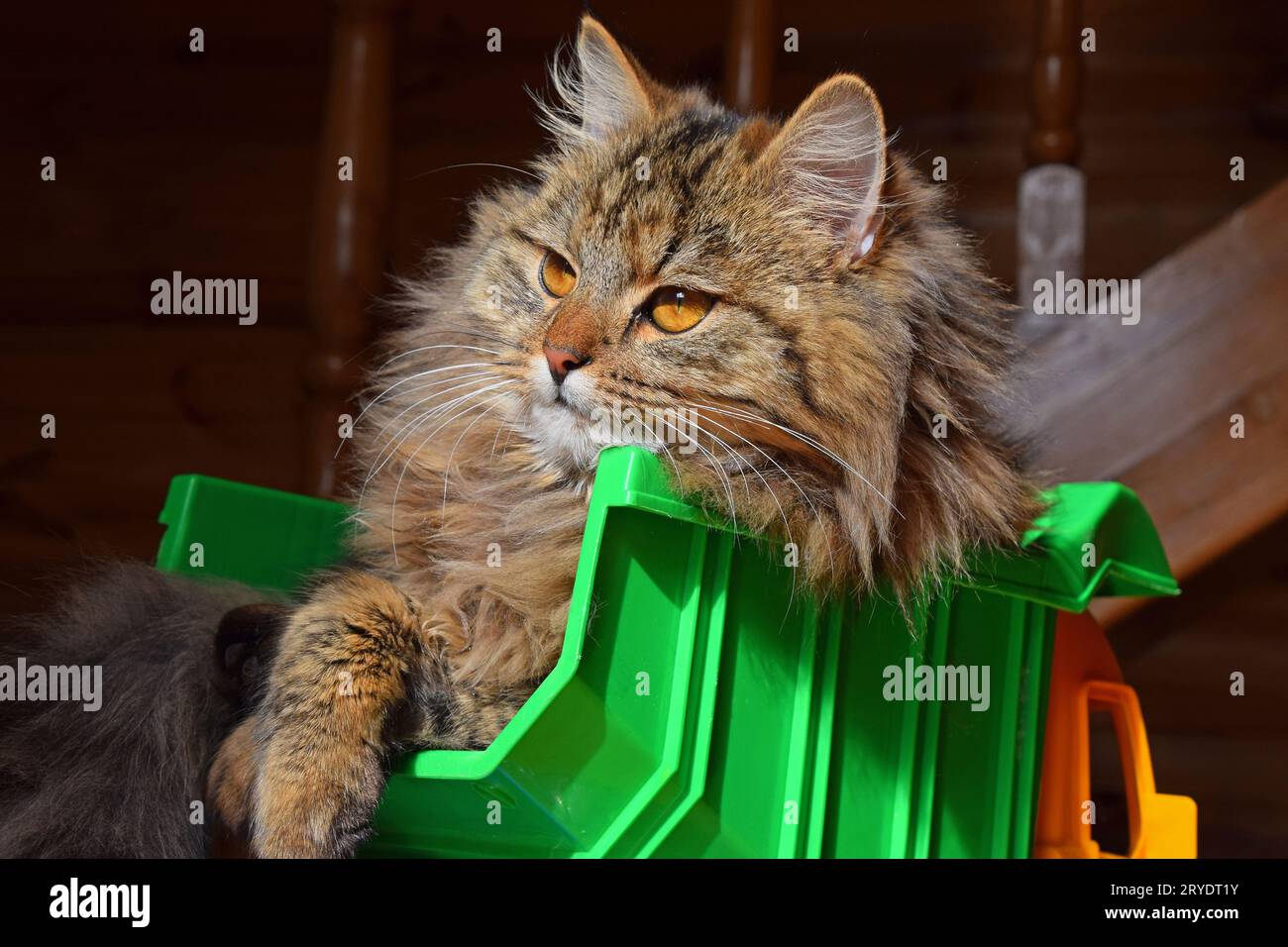 Domestic kitten side view head profile hi-res stock photography and ...