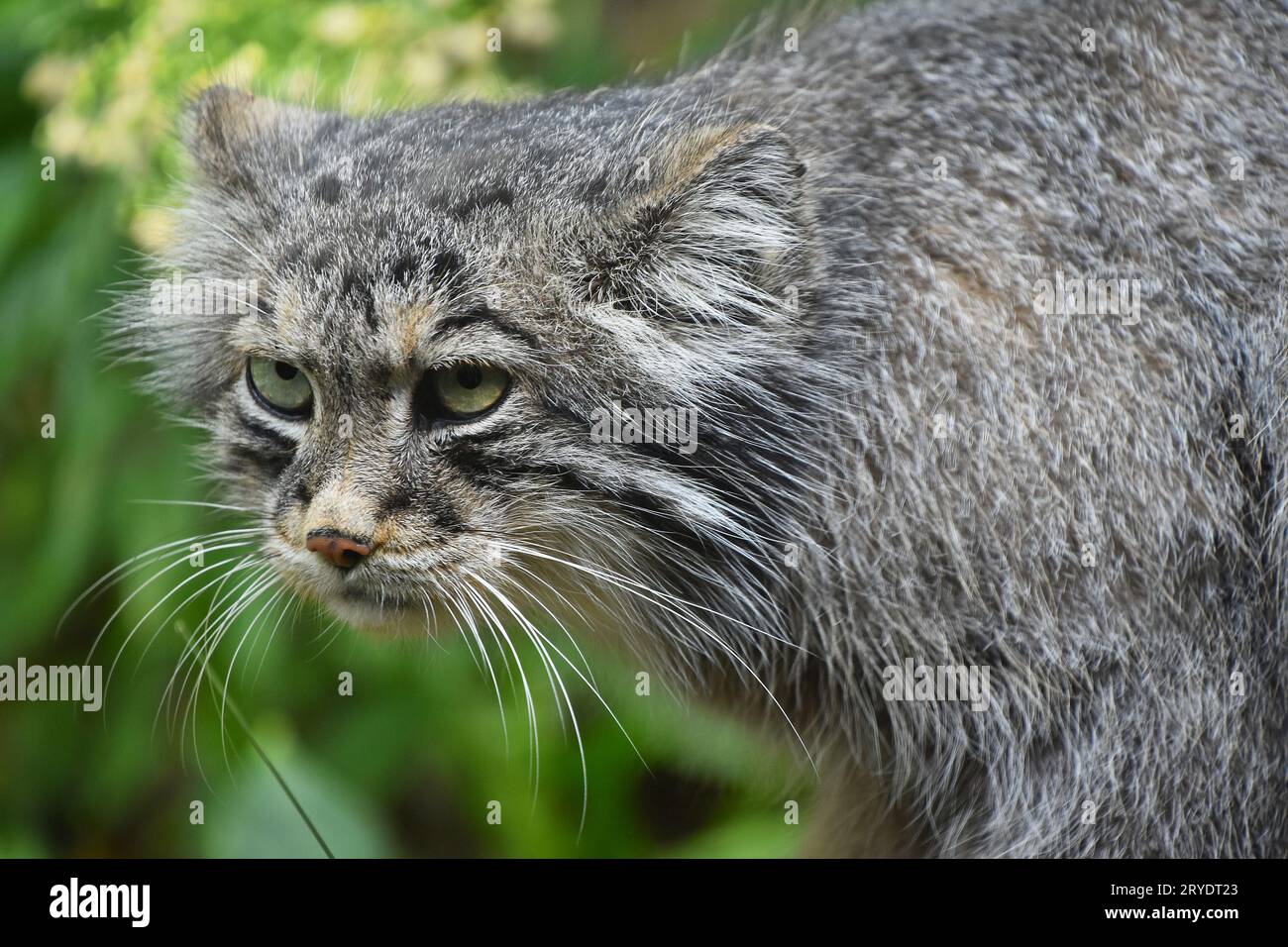 Pallas cat hi-res stock photography and images - Alamy