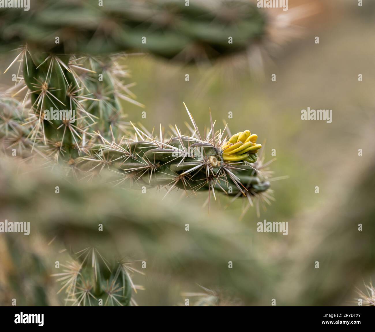Yellow Tip of Chain Link Cactus in Big Bend Stock Photo - Alamy