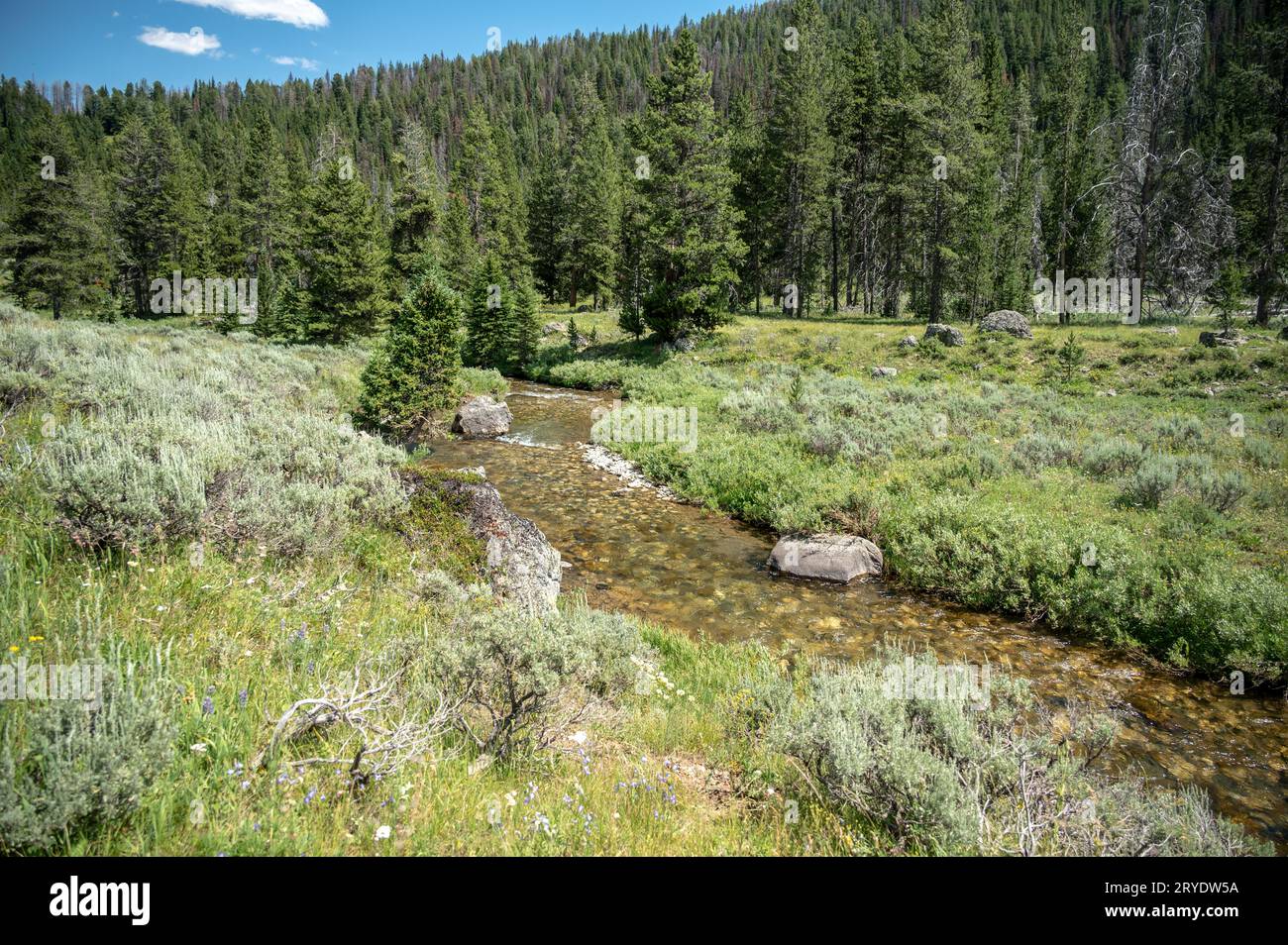 Bacon Rind Creek Heads Into Thick Pine Forest In Yellowstone National ...