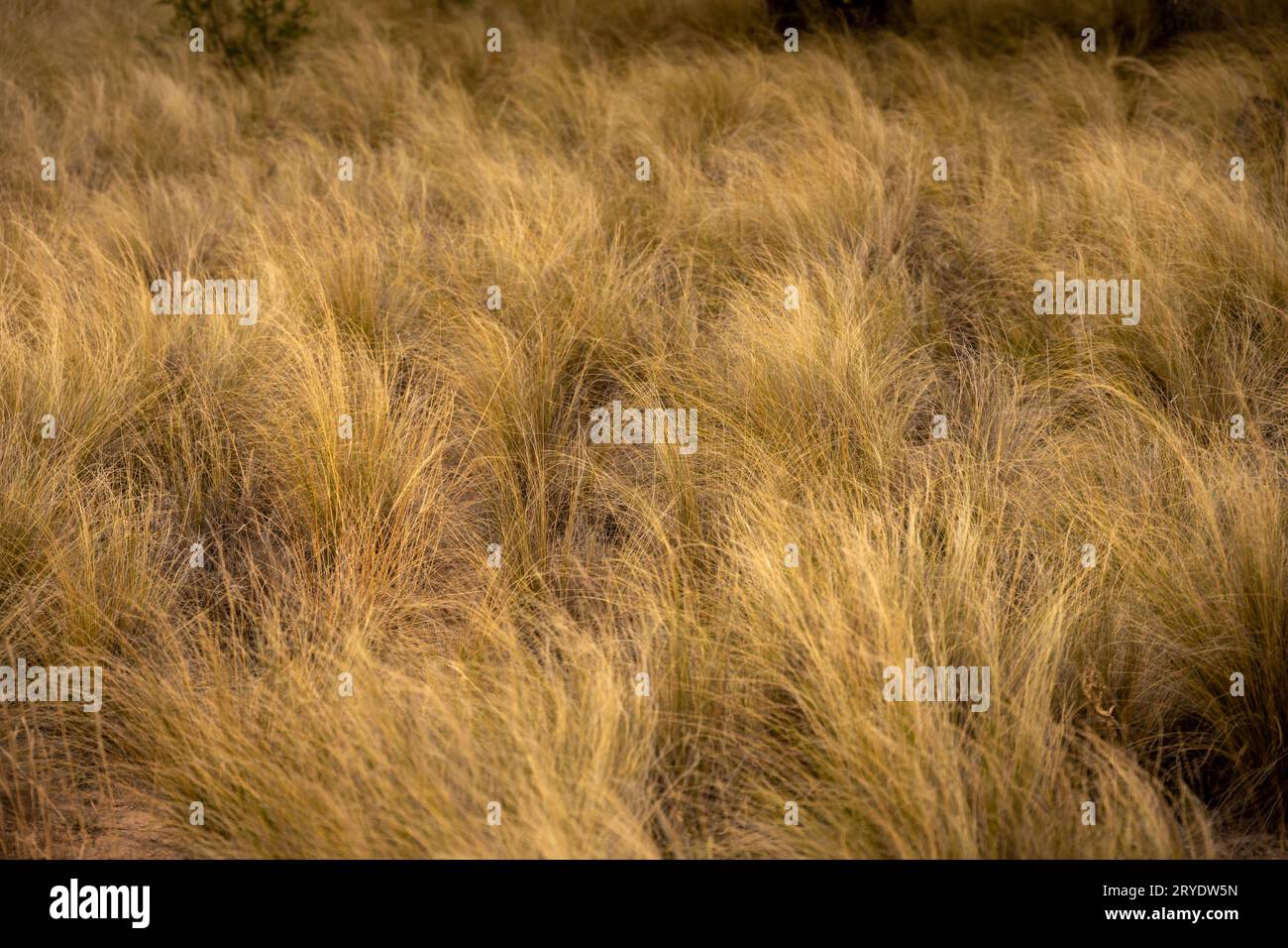 Yellow Grasses Blow In The Wind In Big Bend National Park Stock Photo ...