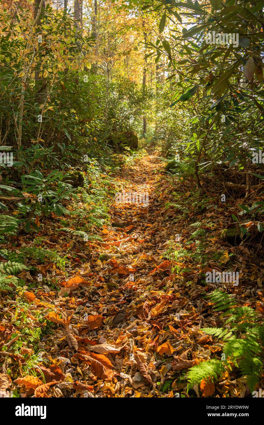 Narrow thick leaves hi-res stock photography and images - Alamy