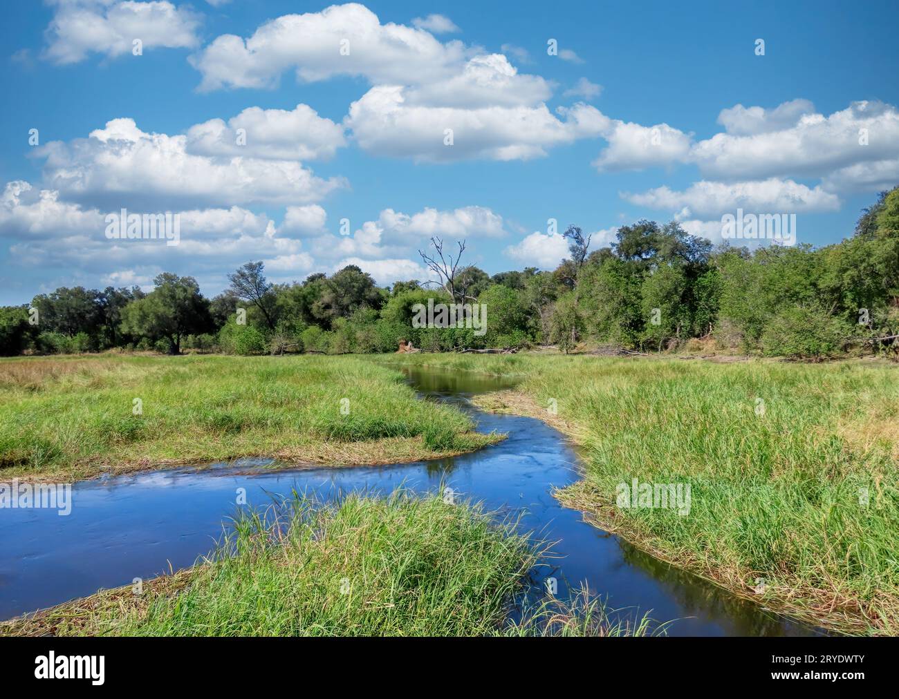 Okavango delta in Botswana, travelling by the boat through the narrow ...
