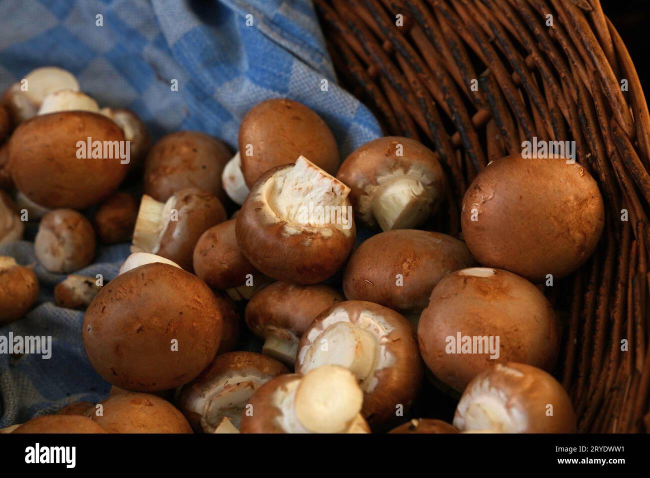 Brown button mushrooms agaricus hi-res stock photography and images - Alamy