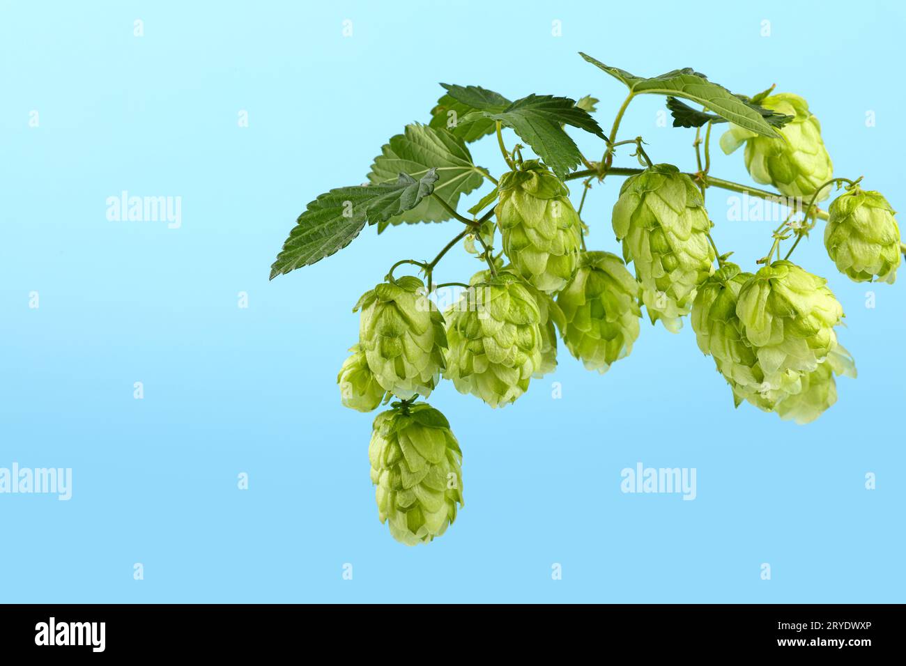 Bine hi-res stock photography and images - Alamy