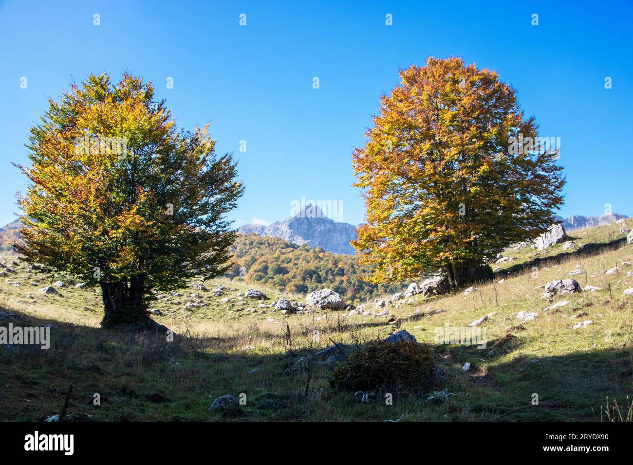 Sunny valley in Abruzzo national park in autumn Stock Photo - Alamy