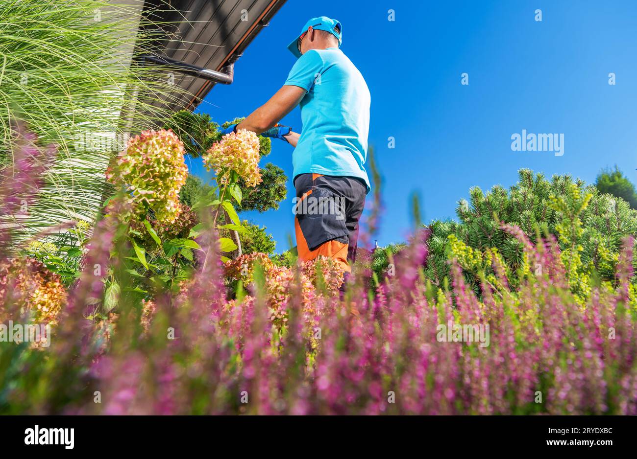 Backyard Garden Flowers Pruning Performed by Gardener Keeper During ...
