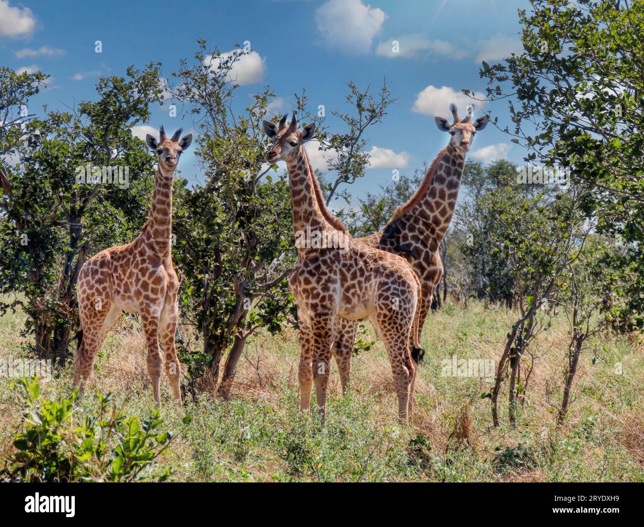 Calf giraffe nature reserve hi-res stock photography and images - Alamy