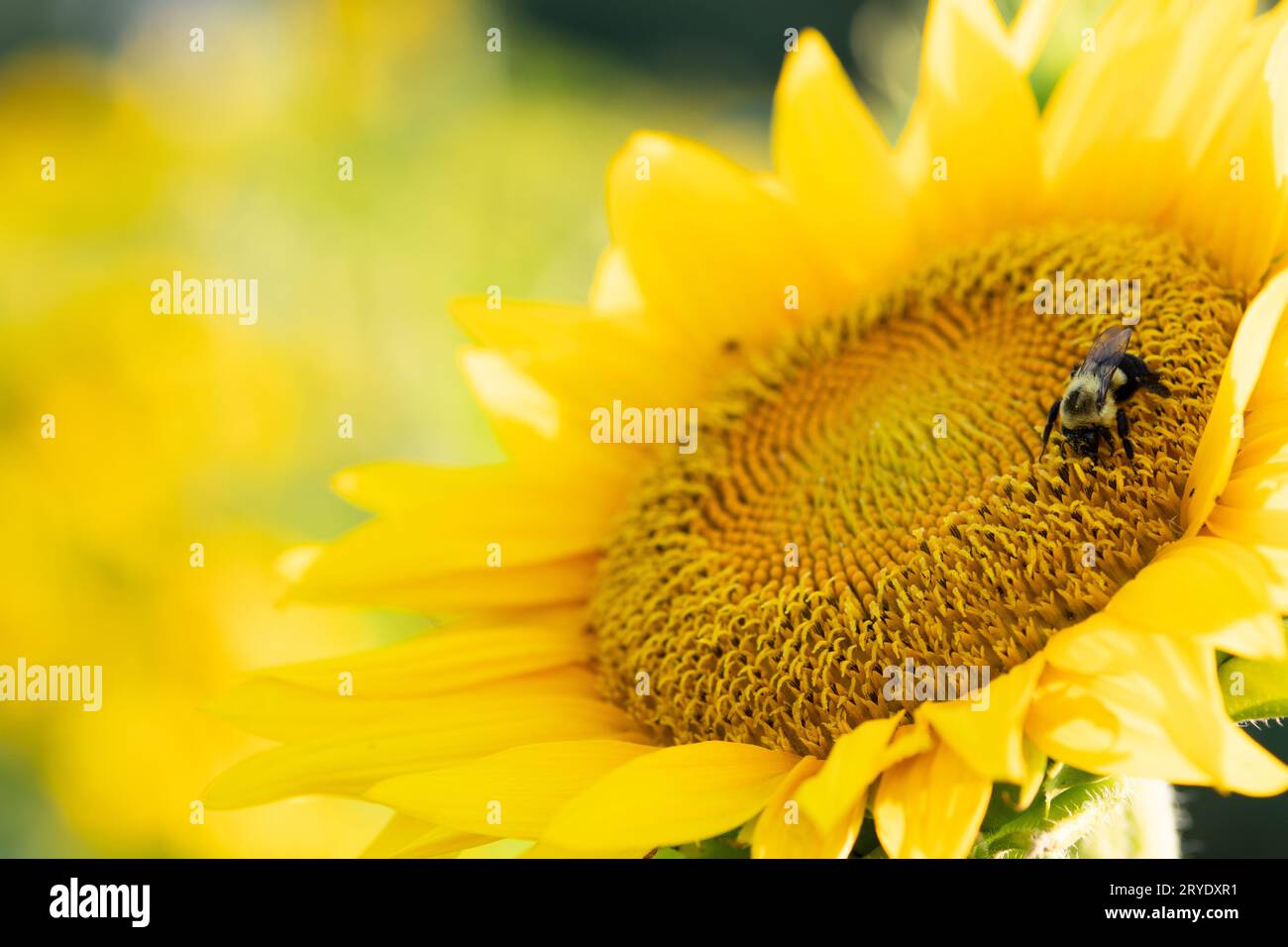 Macro image of a bee pollinating a bright yellow sunflower in a field ...