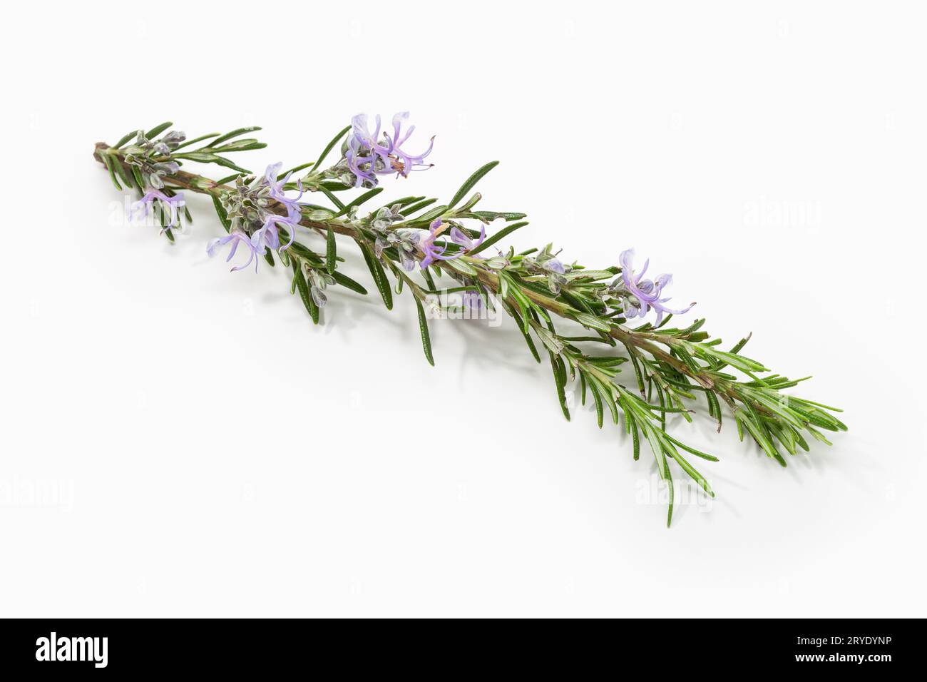 Fresh rosemary branch with blooming flowers isolated on white ...