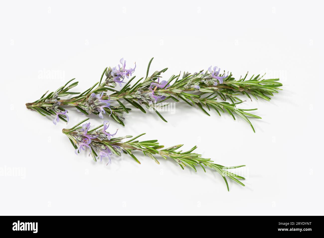 Rosmarinus officinalis rosemary white flowers hi-res stock photography ...