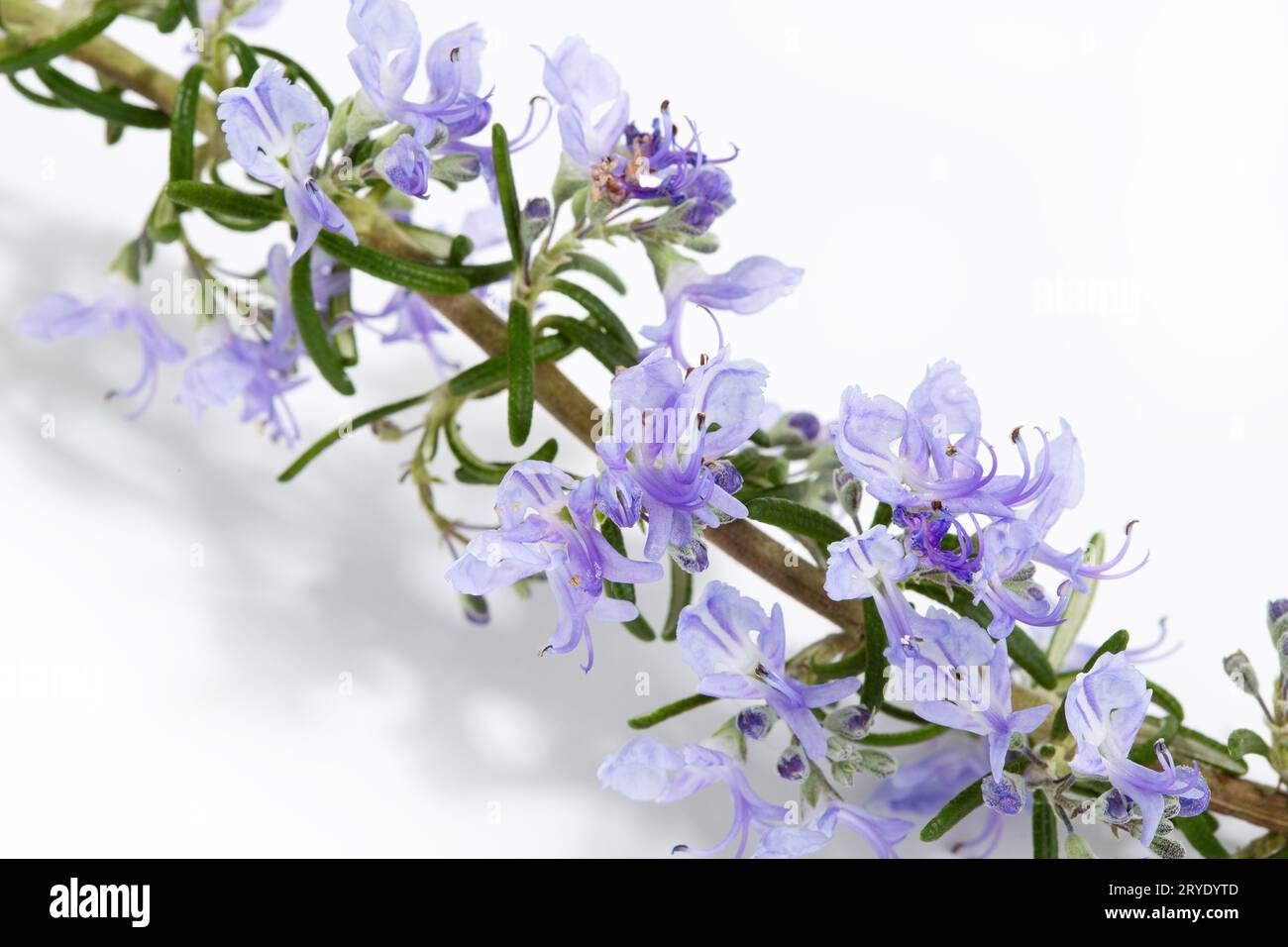 Fresh rosemary twig with blooming flowers isolated on white background ...