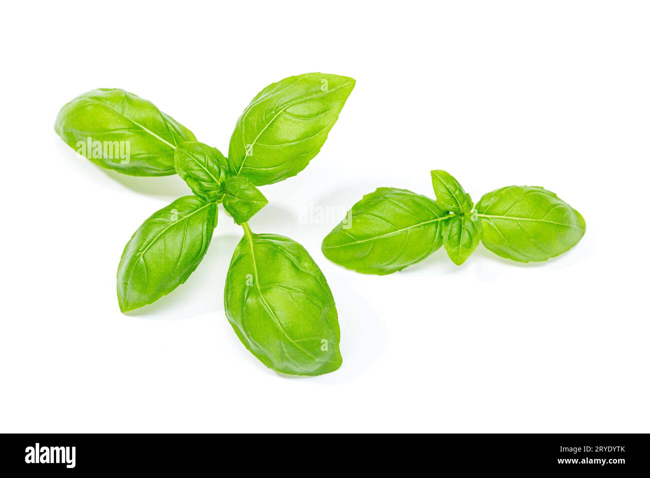 Fresh basil herb isolated on white background Stock Photo - Alamy
