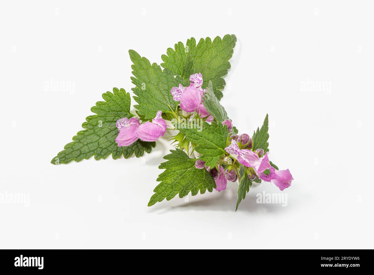 Nettle branch with leaves and flowers isolated on white background ...