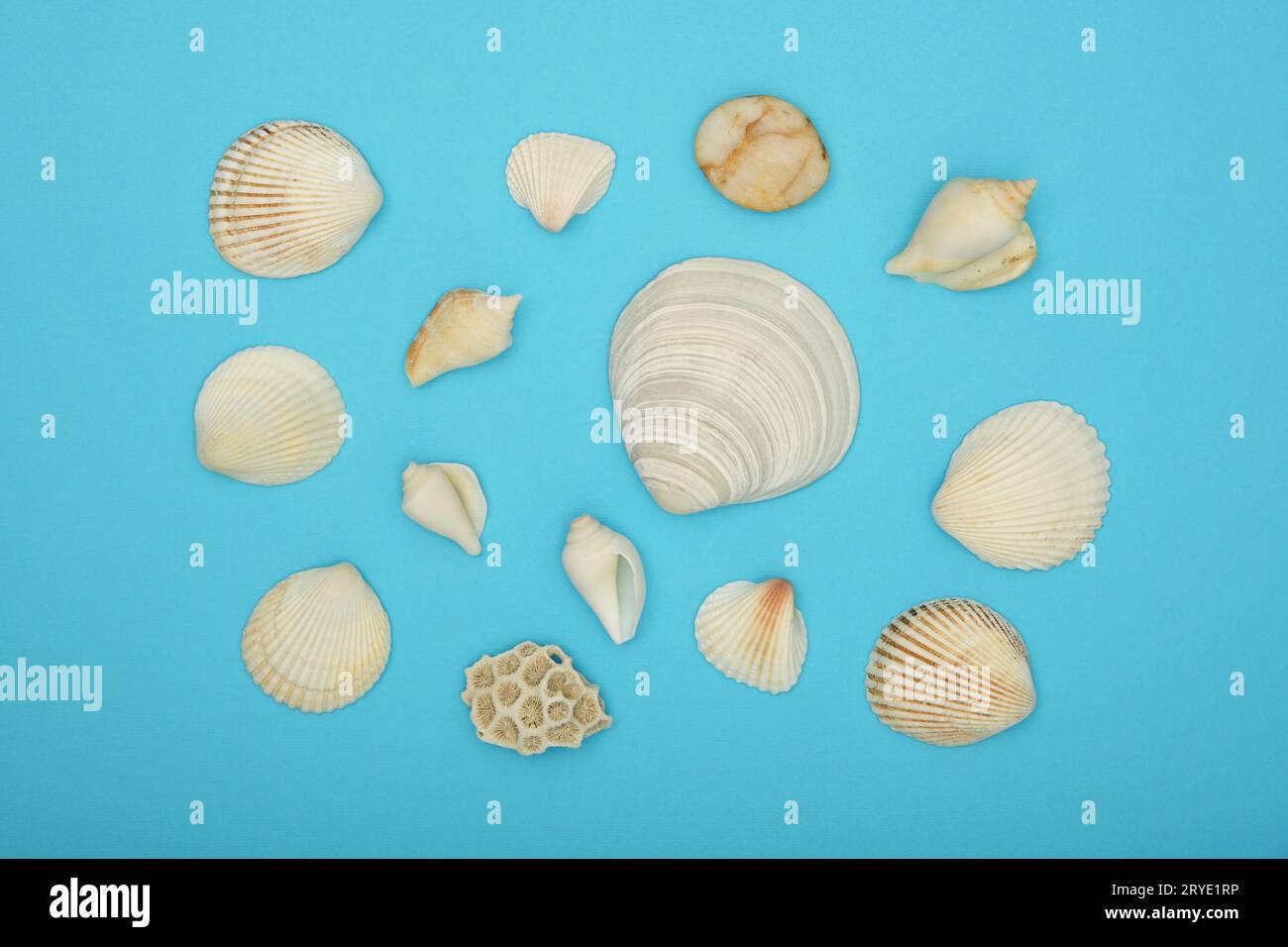Assorted sea shells over blue background Stock Photo - Alamy