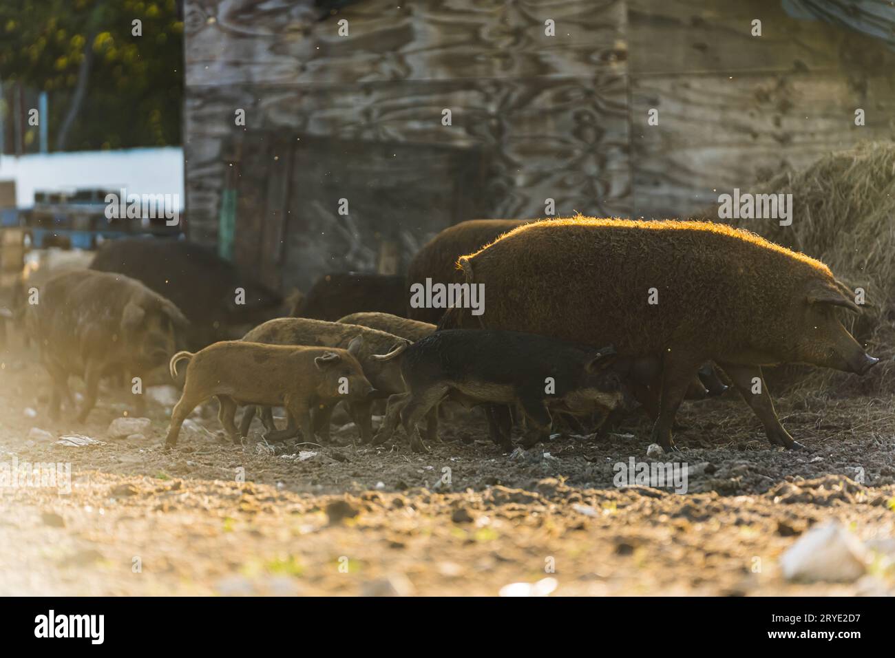 Pigs running free hi-res stock photography and images - Alamy