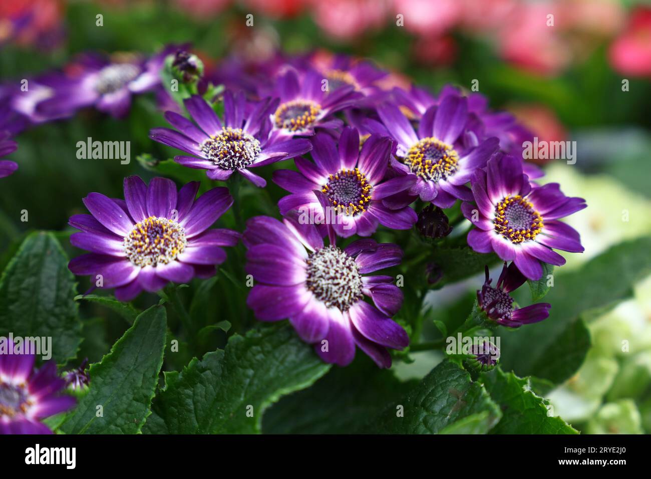 Garden cineraria hi-res stock photography and images - Alamy