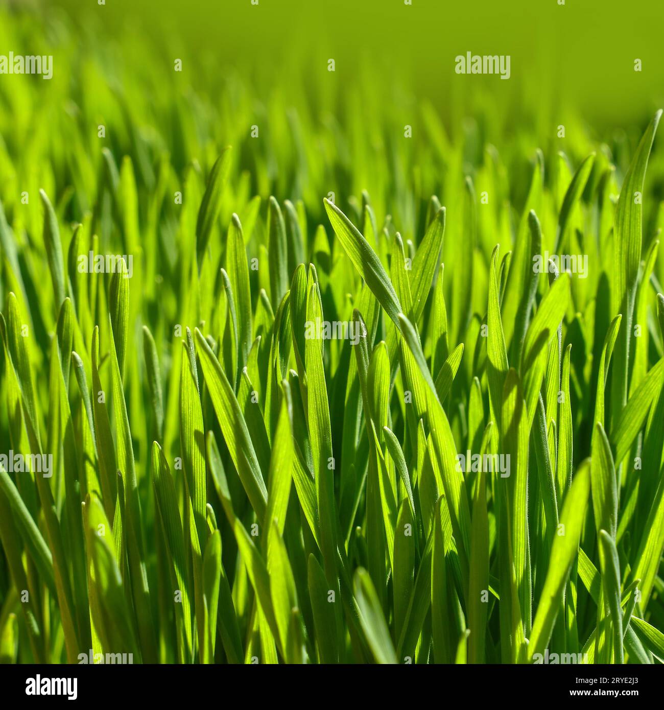 Close up fresh green spring grass background Stock Photo - Alamy