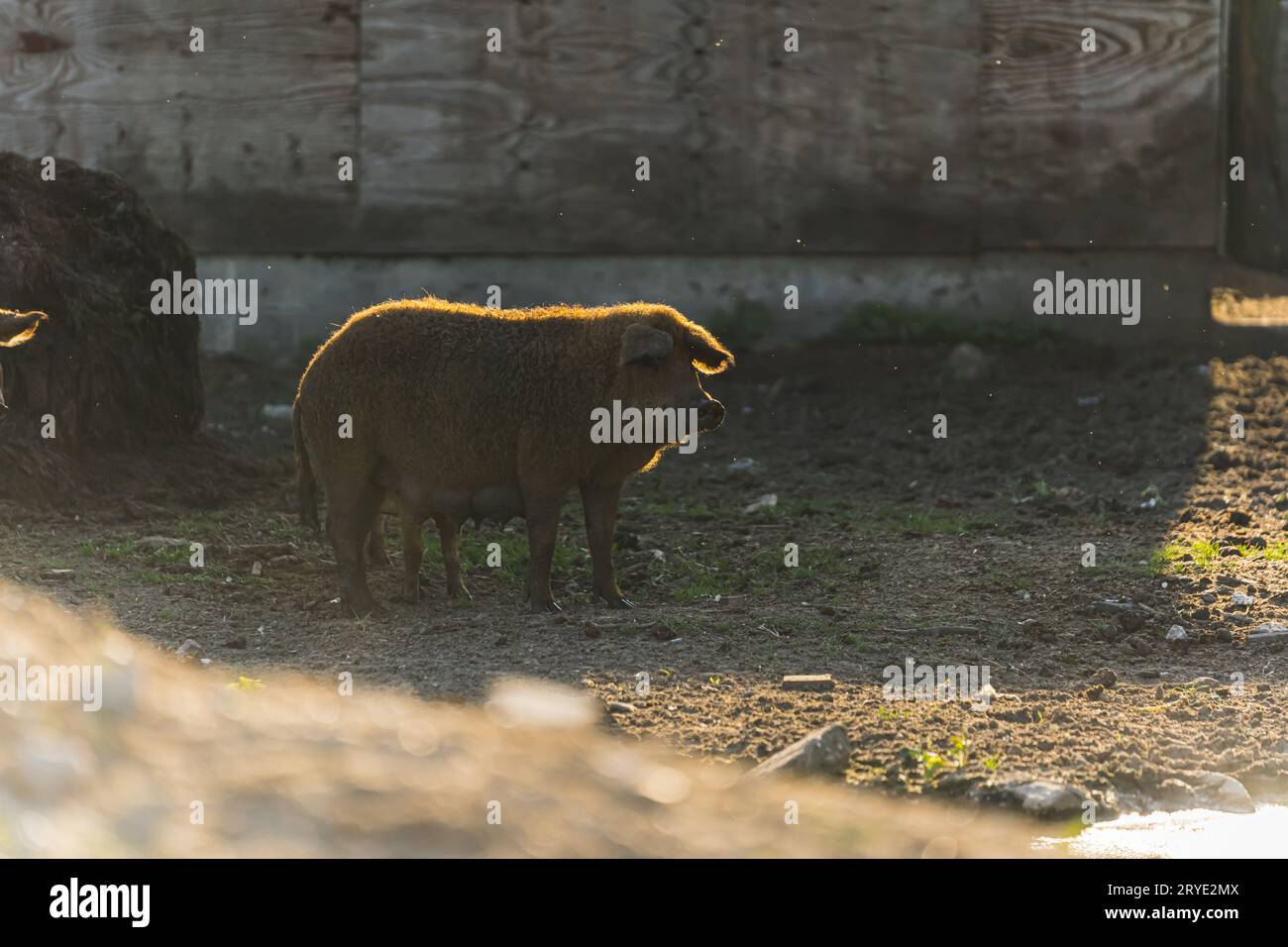 Mangalitsa wool pig hi-res stock photography and images - Alamy